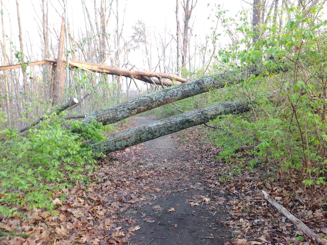 Stringer's Ridge Park - Chattanooga Trail Guide